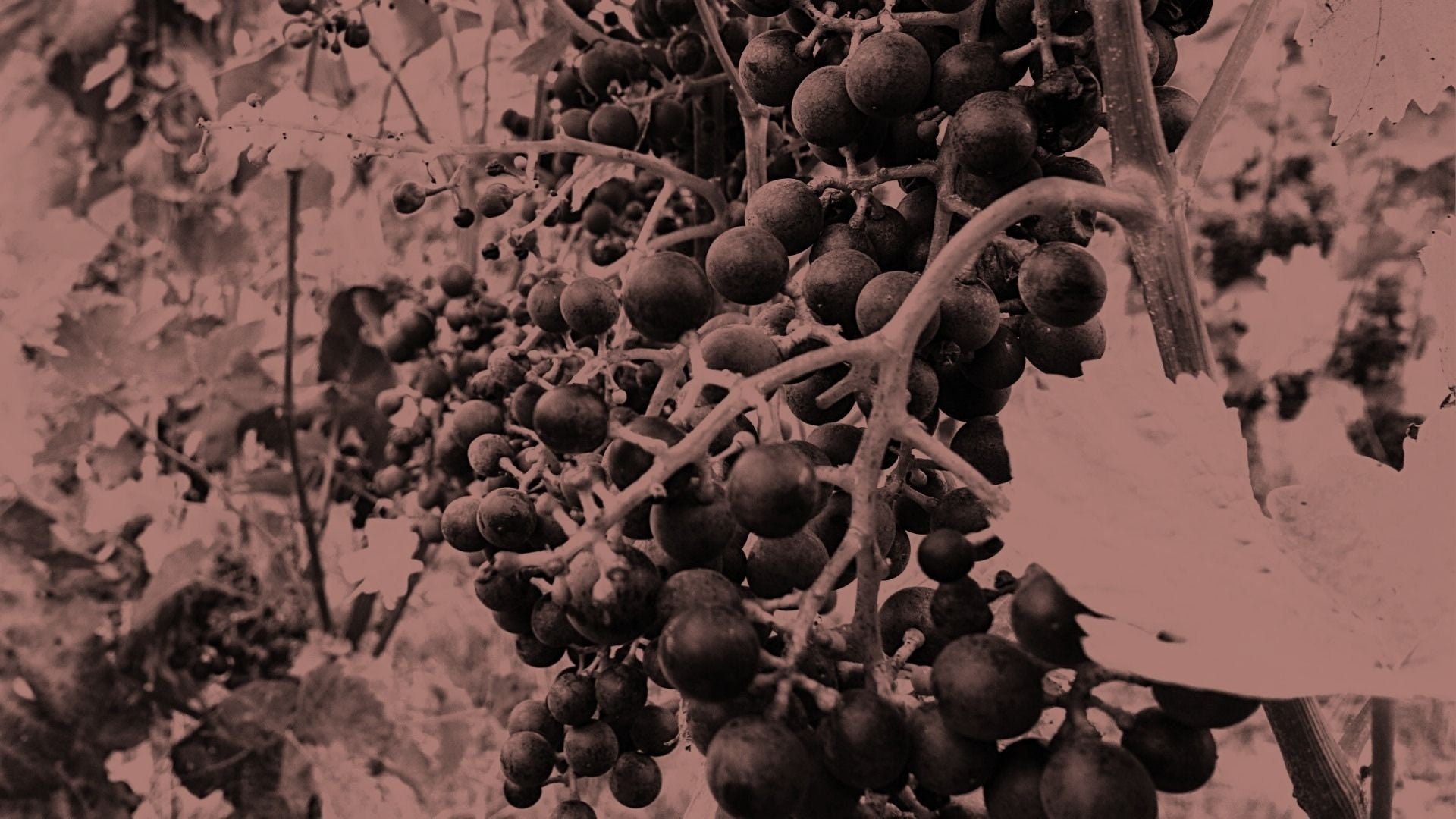 Abiding in Christ – ScriptureFix